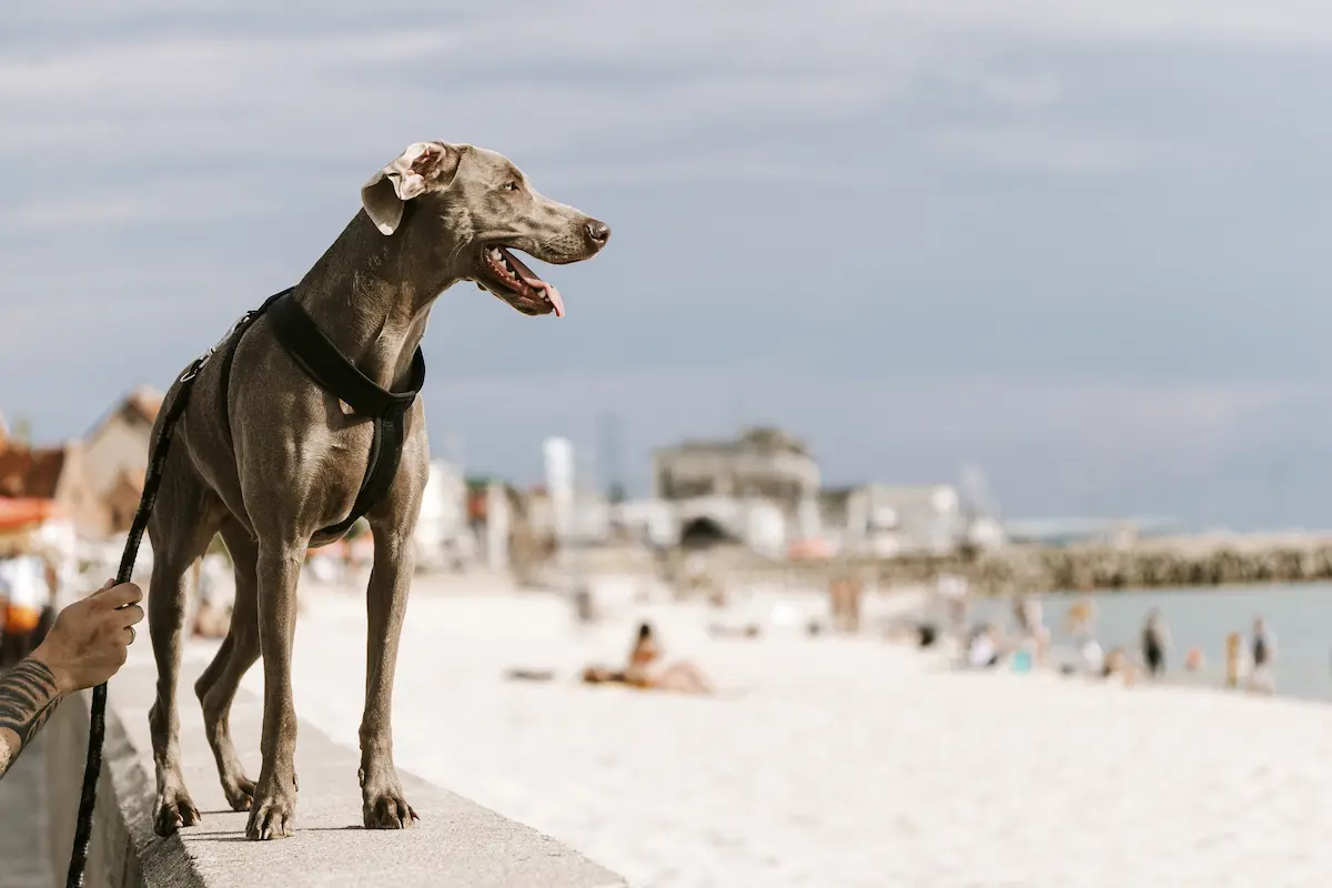 ¿Cómo elegir el pretal para mi mascota? - Hola Vet