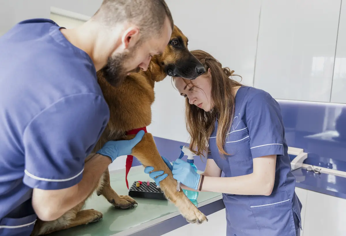 Medicina Veterinaria. ¿Por qué es importante? - Hola Vet