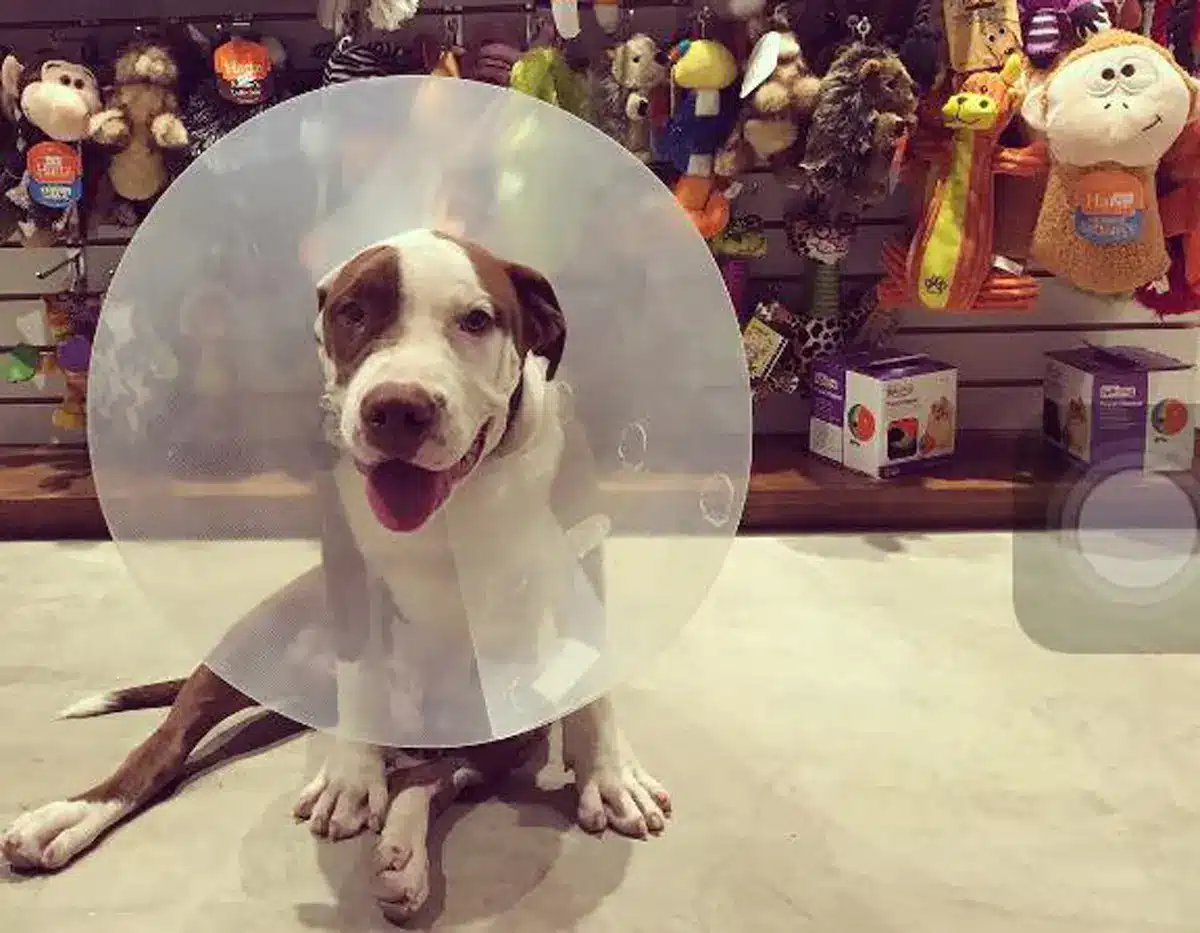 Collar Isabelino para mascotas: de dónde surge y cuál es su función ...