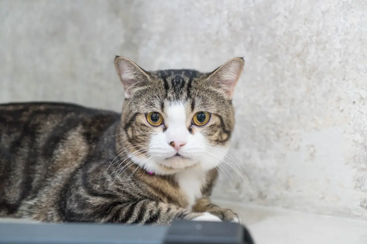 Estrés en gatos: señales de que tu felino no está feliz y cómo ayudarlo ...