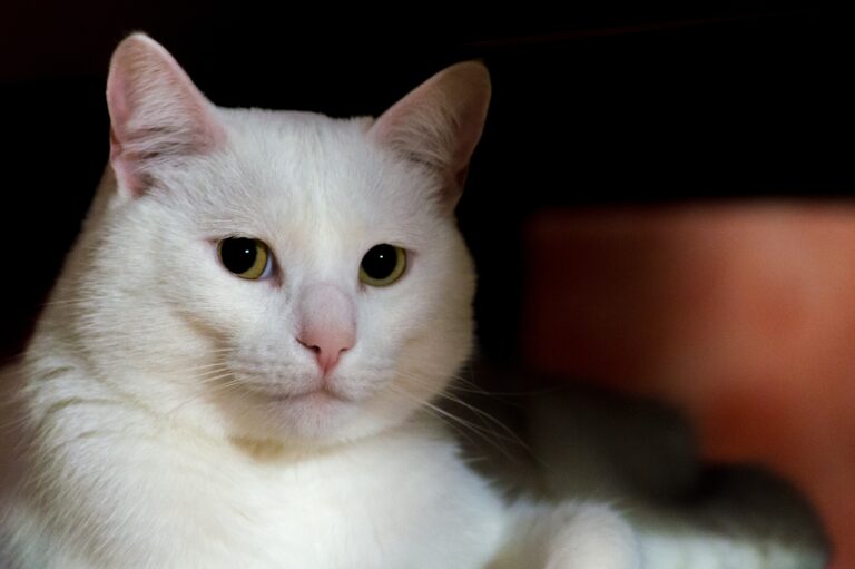 Leucemia felina: todo lo que hay que saber - Hola Vet